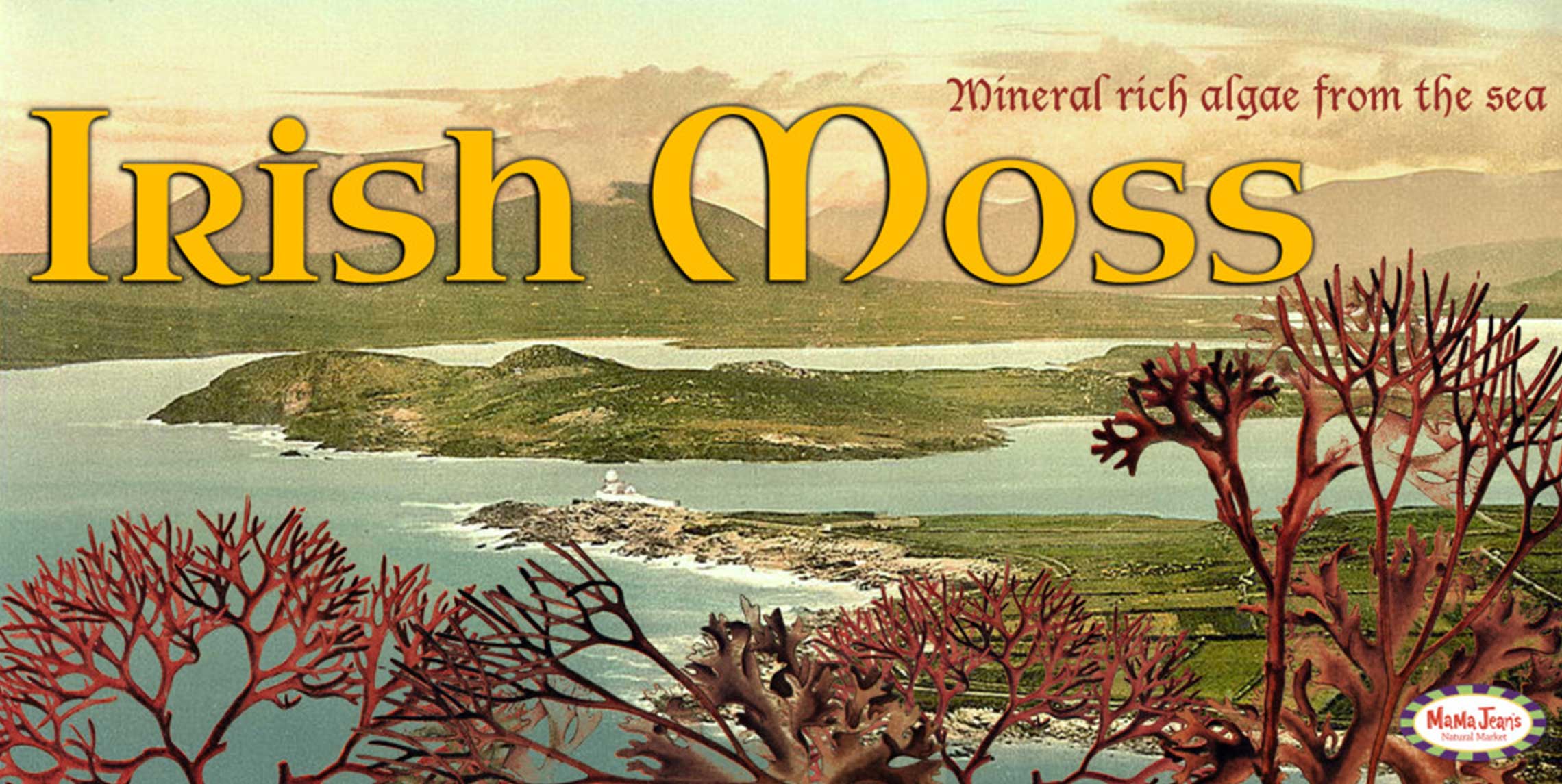 Irish Moss - Mama Jeans Natural Market - Springfield, MO